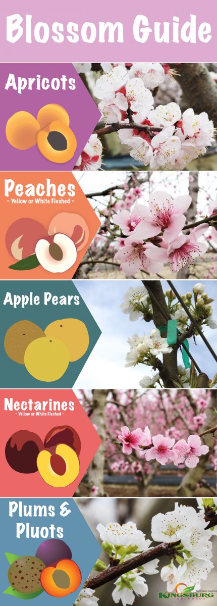 Blossom Guide | Kingsburg Orchards