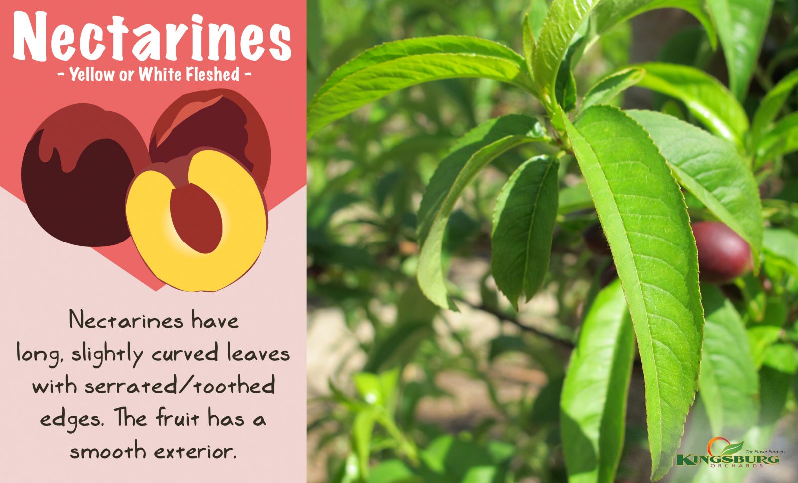 Leaf Guide | Kingsburg Orchards